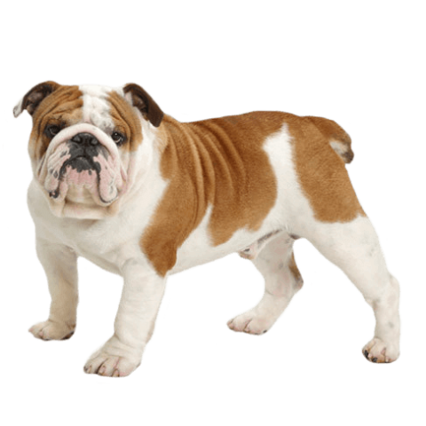 Everything You Need to Know About Bulldog Dogs: Characteristics, Care ...